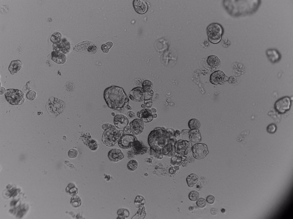 Cultured cell lines - Real Research