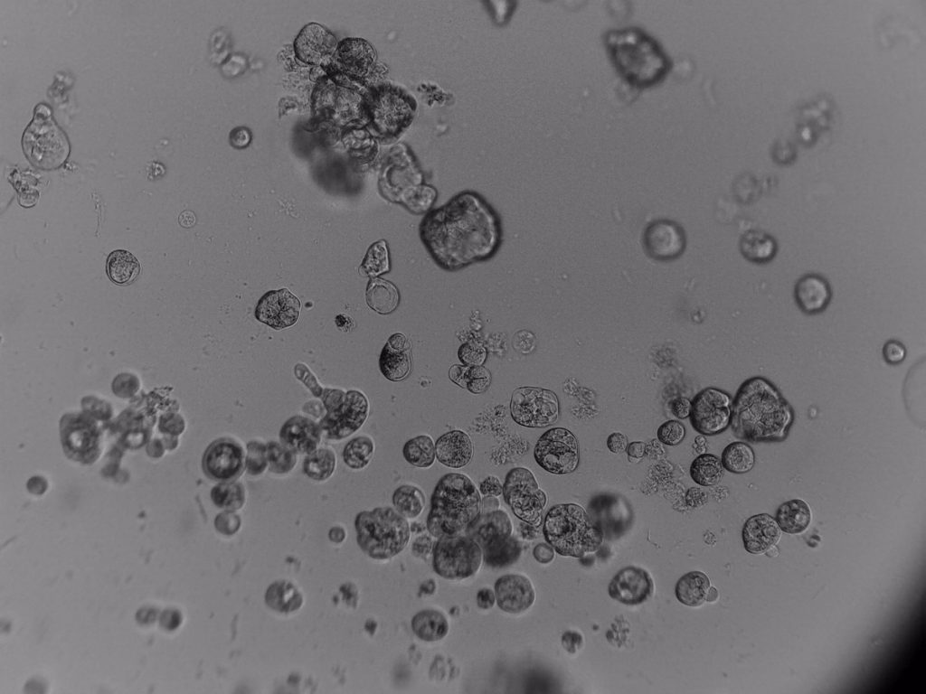 Cell lines in 3D - Real Research