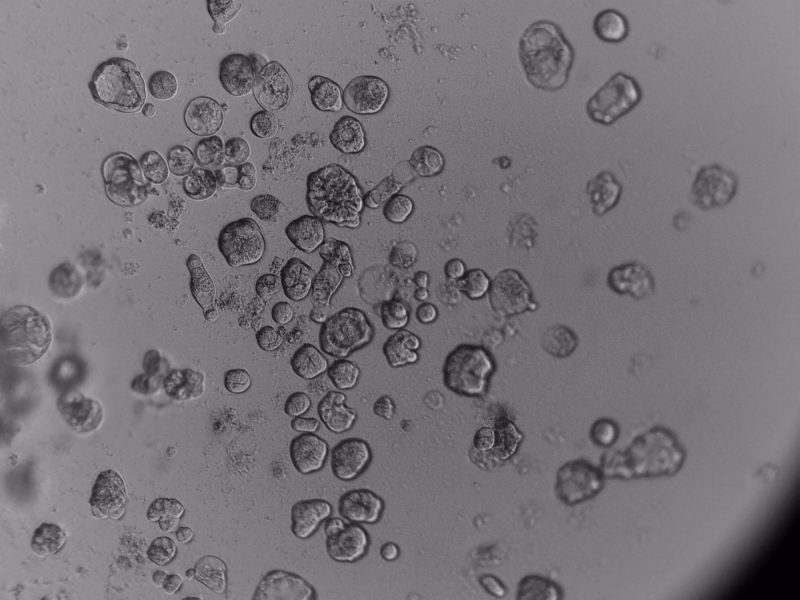 Cell lines in 3D - Real Research