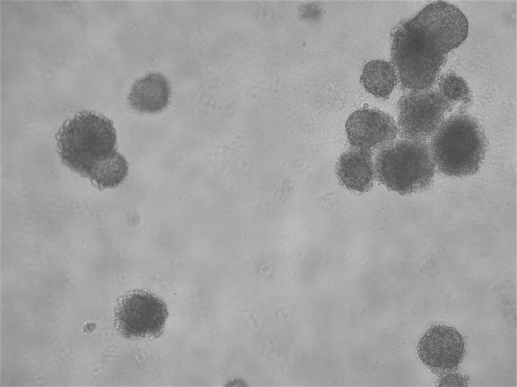 Cell lines in 3D - Real Research