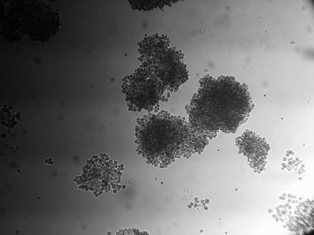 Cell lines in 3D - Real Research