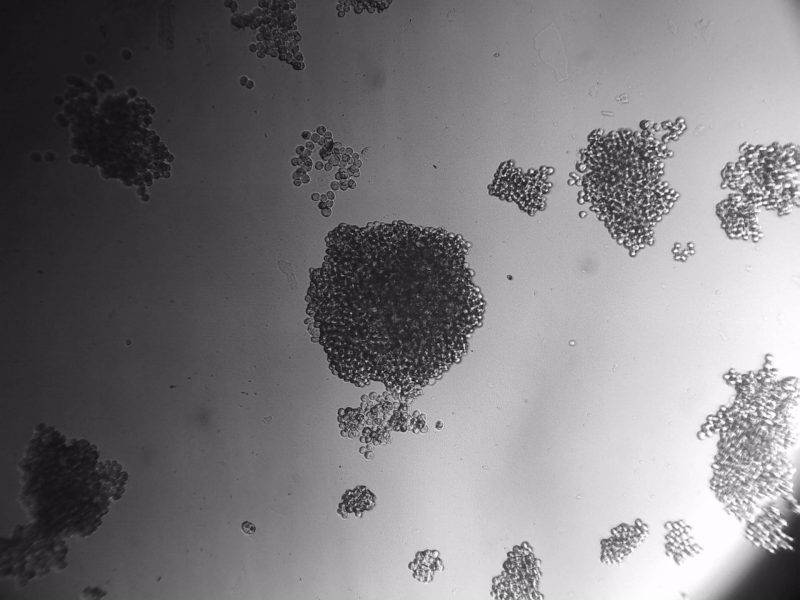 Cell lines in 3D - Real Research