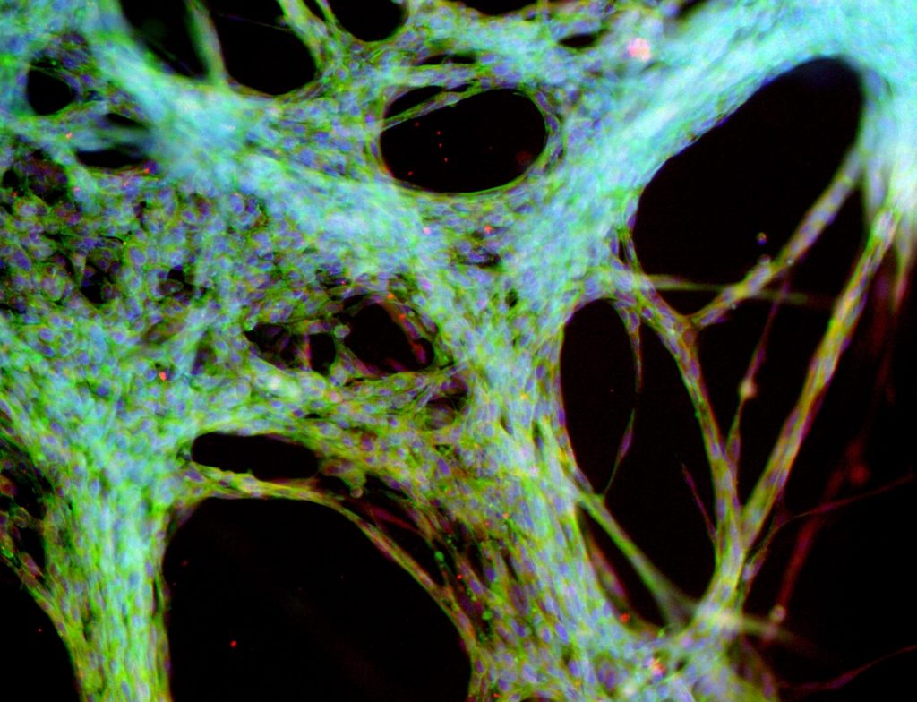 Cell lines in 3D - Real Research